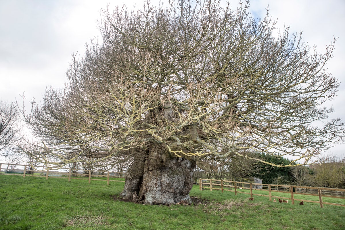 The Tree | bowthorpeparkfarm