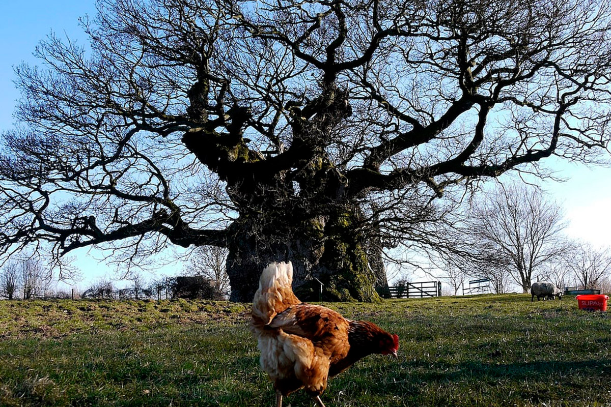 Gallery | bowthorpeparkfarm