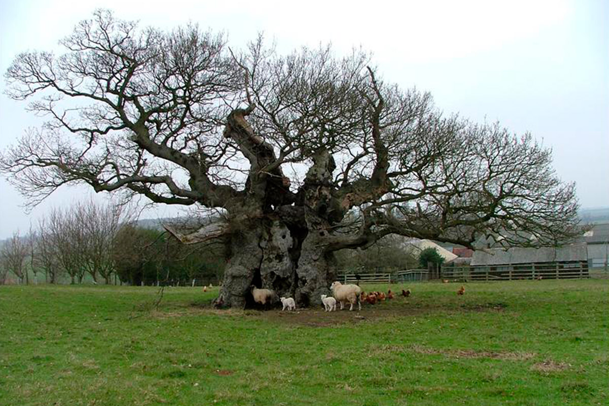 Gallery | bowthorpeparkfarm