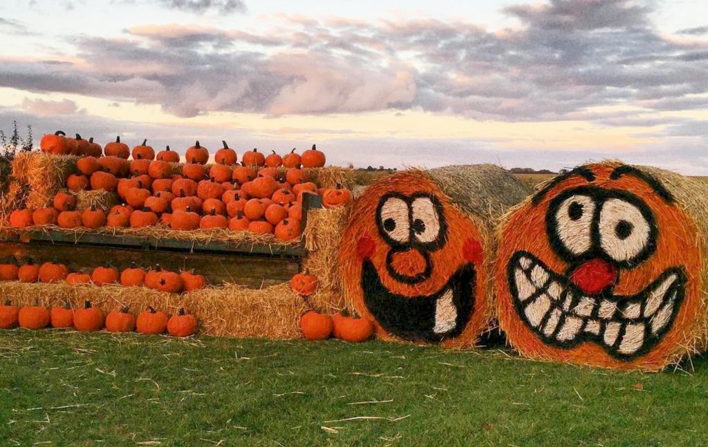 Gallery | Bowthorpe Park Farm The Home Local Reared Meat.